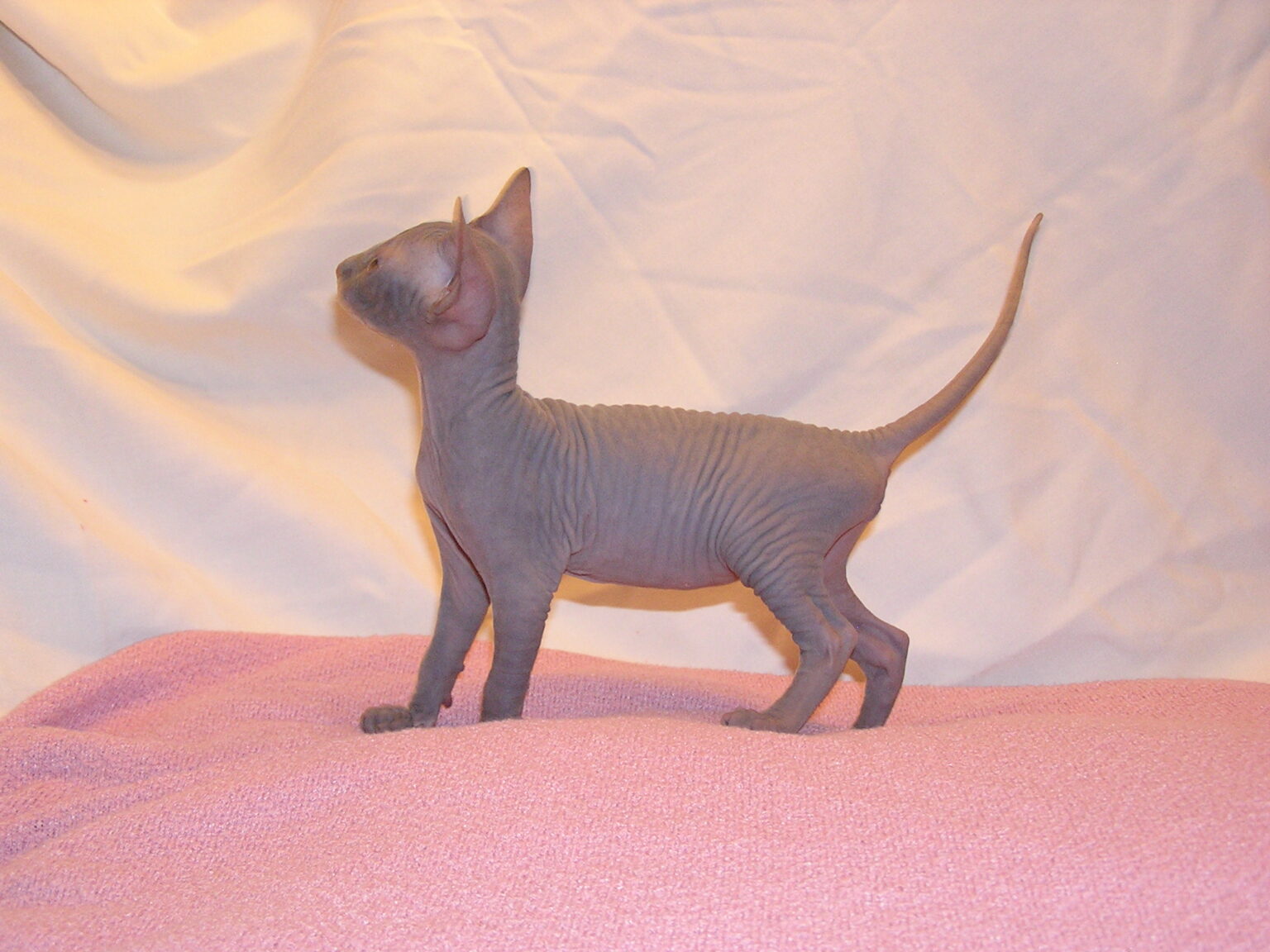 Grooming your Sphynx - Joy of Sphynx